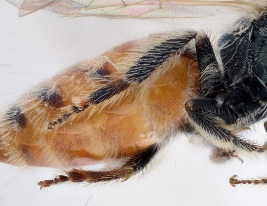 Israeli Researchers Discover New Bee Species | en.new.huji